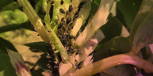Effective aphid control on vegetables, where there are no registered ...